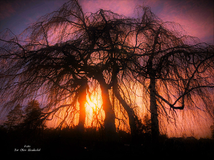 Kveldsro (70 x 100 cm) :: Haukedal Forlag og Foto